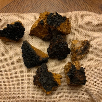 Chaga Mushroom Chunks 1lb Wild-foraged Naturally Dried Maine Chaga ...