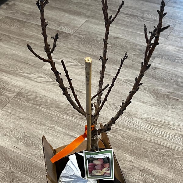 Tall Grafted 'giant Fuyu' Persimmon Tree - Fast Fruit Bearing - Rare ...