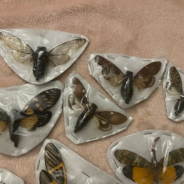 7 Real Cicadas Cicadoidea Beetles Assorted Insect Bug Butterfly ...