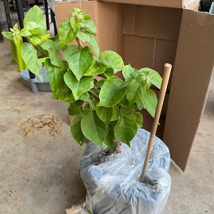Diamond Oren Bougainvillea Plant - Etsy