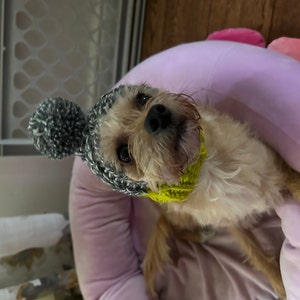 Chartreuse Knit Wool Hat for Small Dog Puppy Hood Chihuahua Clothes ...