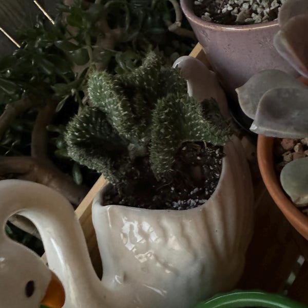 Opuntia Prickly Pear Snow Fuzzy Cactus - Etsy