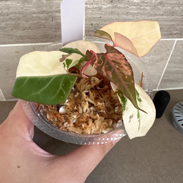 Fallopia Multiflora Variegated; Albo Reynoutria - Exact Plant; Multiple ...