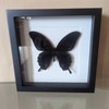 Real Atlas Moth Shadow Box Frame, Framed Attacus Atlas, Moth Taxidermy ...