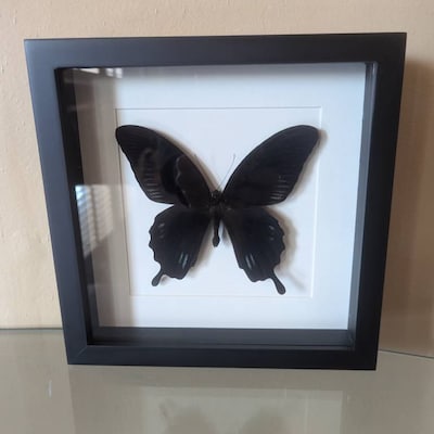 Real Atlas Moth Shadow Box Frame, Framed Attacus Atlas, Moth Taxidermy ...