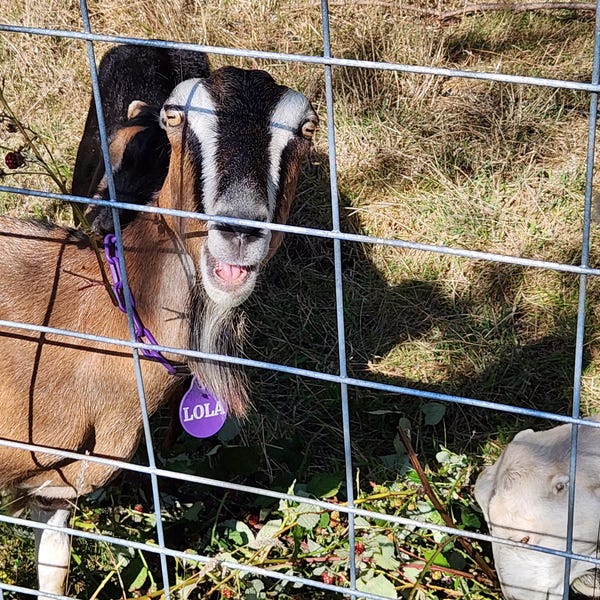 Custom Goat and Sheep Collar Tags - Etsy