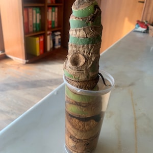 Flame Tree Seed Pods - Etsy