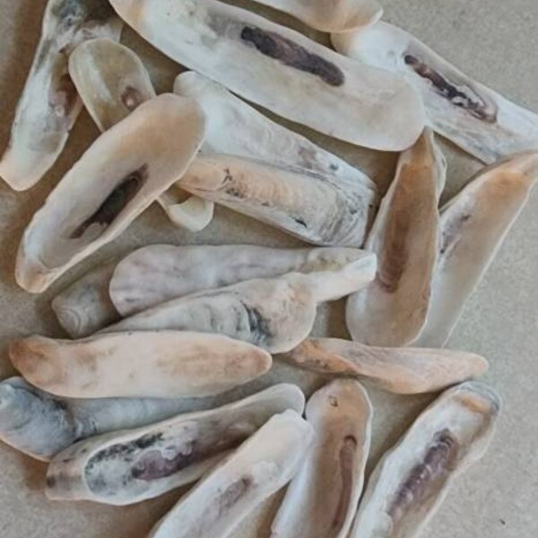 Seashell Bookend. One-of-a-kind, Hand-crafted Bookend on Wooden Base ...