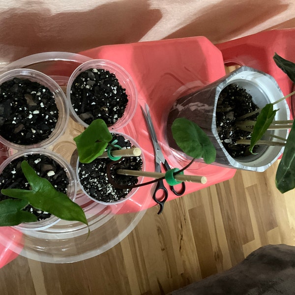 Alocasia Sabrina Starter Plant (ALL STARTER PLANTS Require You to ...