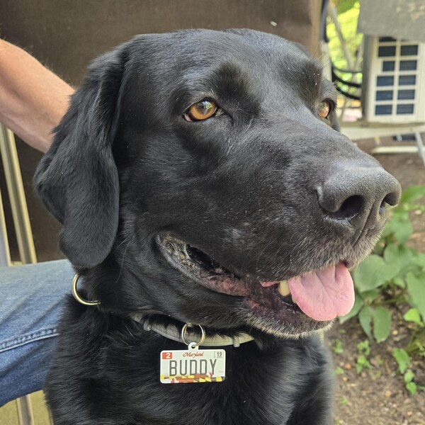 Texas Driver Dog Id Tag Personalized License, Durable Dog Tag, Double ...