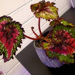 Jurassic™ Rex Begonia 'watermelon' - Etsy