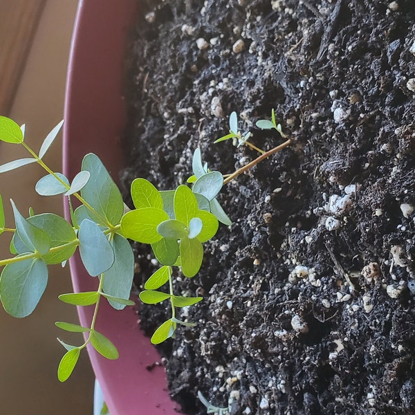 Parvifolia Eucalyptus, Live Evergreen Tree, Unique Plant, Baby Tree ...