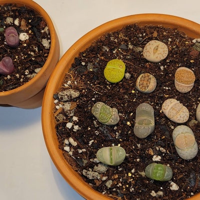 Plant 1 Dinteranthus.vanzylii L.lesliei Dinterops stonesthrow - Etsy