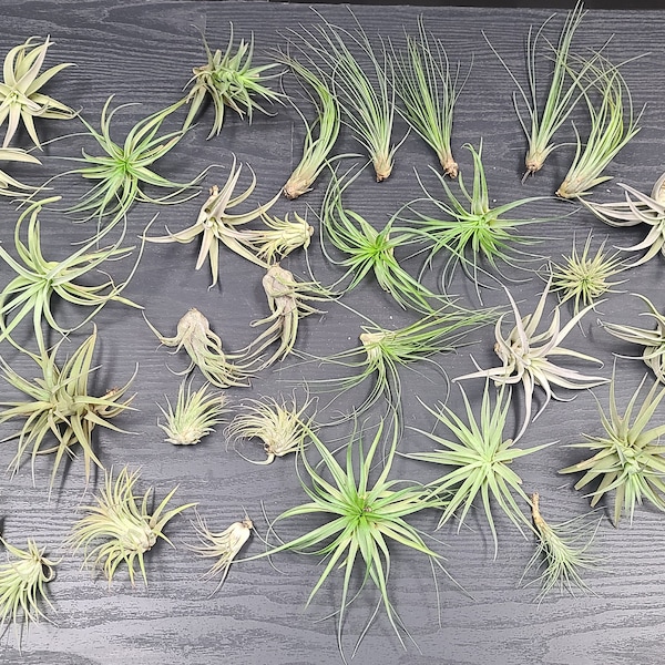 25 Piece Assorted Air Plant Variety Pack | Tillandsia Mix | Wholesale ...