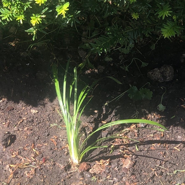 Isaiah 40:31 Qavah wait Hebrew Printable Bible Verse Art Print ...