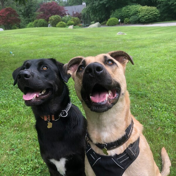 Best Friends Bone Dog Tag Set - HANDSTAMPED - Two Bff Dog Tags or ...