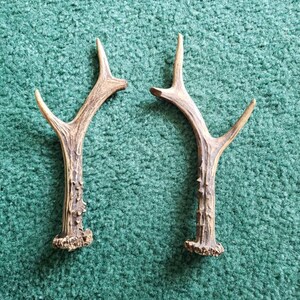 Fallow Deer Skull From Central Europe Fallow Deer dama - Etsy