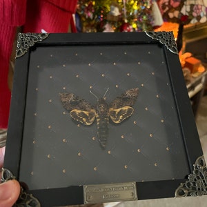 Real Framed Death Head Moth Acherontia Frame Dried Butterfly Skull Dead ...