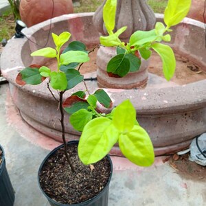Hoya Keysii hoya Australis 1yo Plant With 5-6 Leaves Well - Etsy