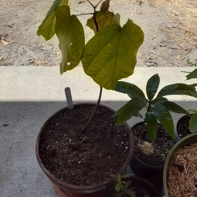 Pataxte Theobroma Bicolor White Cacao Macombo Balam-te Jaguar Tree ...
