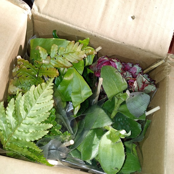 Houseplant Variety Pack (4 Plants) (4" Pots)*easy Care *assorted ...