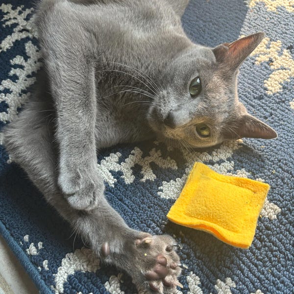 Marinated Catnip Toys for Cats Catnip Stuffed Raviolis/toys for Cats ...