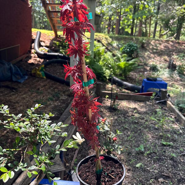 Rhododendron Roseum Elegans - Pink Blooms - Will Grow to Seven Feet ...
