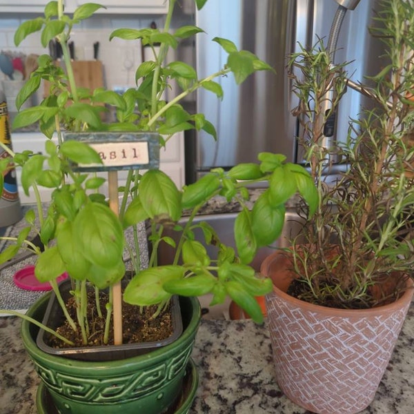 I Will Survive Plant Stake | Funny Plant Signs| Puny Plant Markers ...