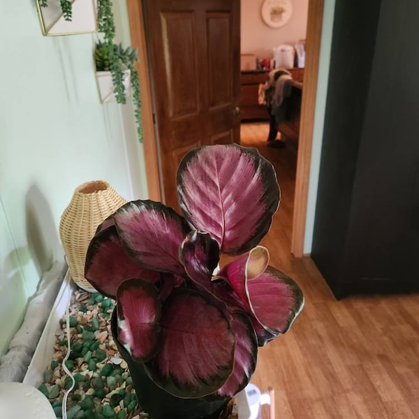 Calathea Picturata Crimson Roseopicta Rosy / Purple Hot Pink Plant in ...