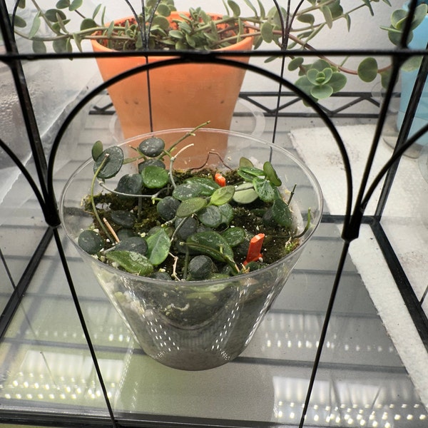 Lemon Snake Pot Perch - Plant Pot Decoration - Etsy