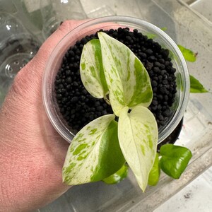 Valencia Teruno Pothos - Etsy