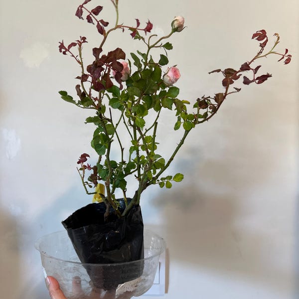 Rare Rosa【fancy Ruffle|ファンシー ラッフル 】-1gal+ Wave Bloom| Ownroot ...