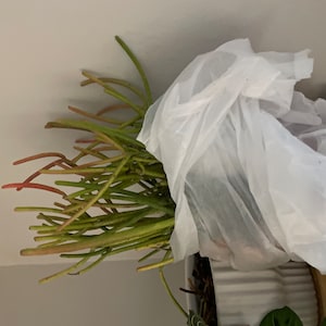 Fire Stick Cactus 6 Inch Sticks on Fire Cactus Tirucalli Live Cacti ...