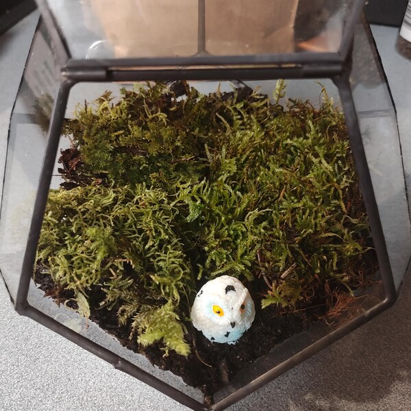 Small Terrarium Humidifier for Lichens, Moss, Plants. Mini Propagation ...