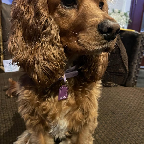 Modern Boho Arch Pet ID Tag, Custom Personalized Dog or Cat Tags ...