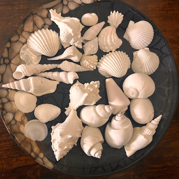 White Seashell Mix, Wedding Decor, Beach Decor, Home Decor, Vase Filler, Craft Shells, Collage ...