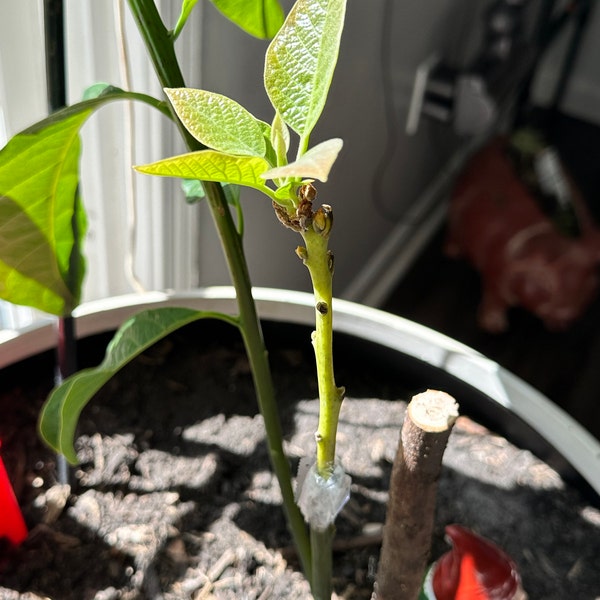 3 Hass Avocado Tree Cuttings 6-8” Live Avocado Tree Stems Scions to ...