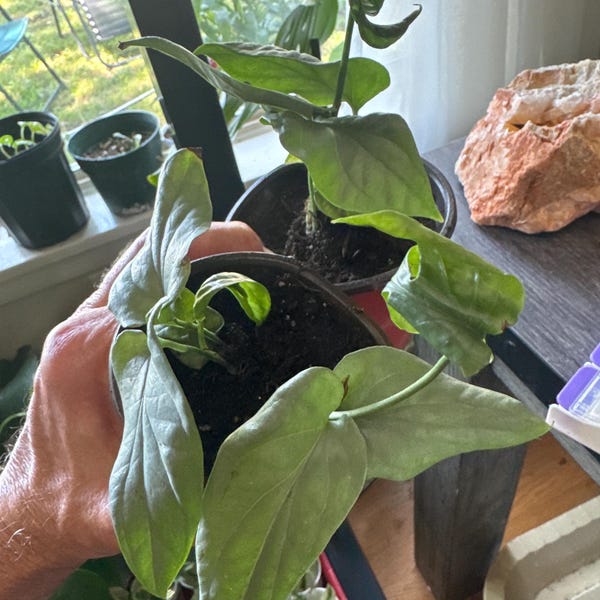 Spider Man Monstera “amydrium Silver” 4” Pot (ALL PLANTS Require You to ...