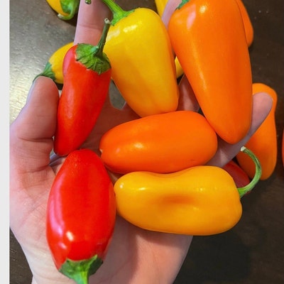 Bushel Boy Tomato Seeds - Etsy