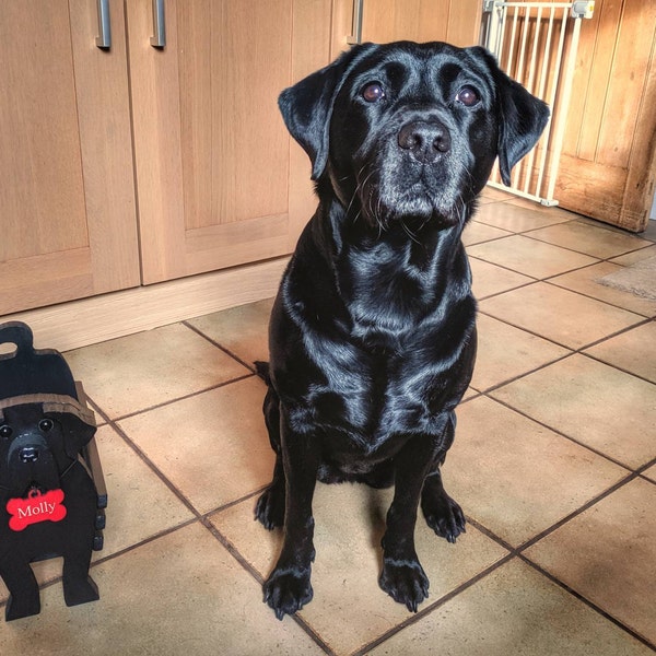 Black Labrador Dog Planter – Outdoor Garden Decor - Memorial Gift - Etsy