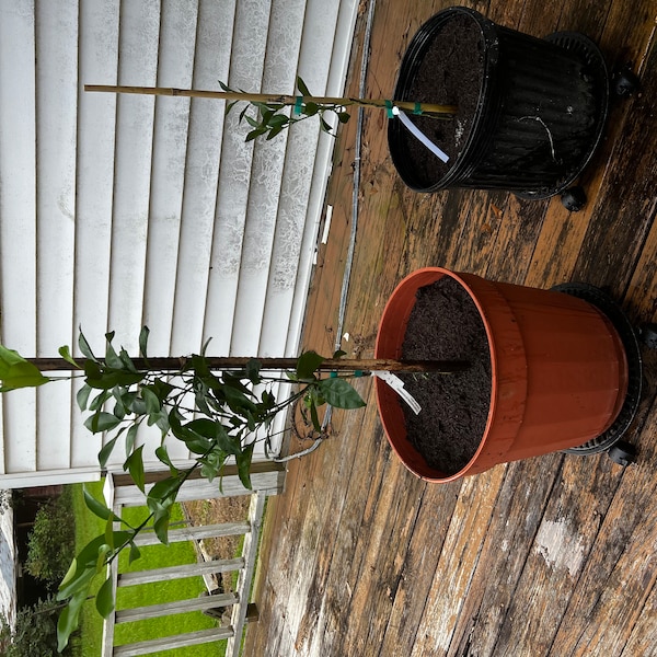 Australian Red Pulp Finger Lime Tree Please Read in Full - Etsy