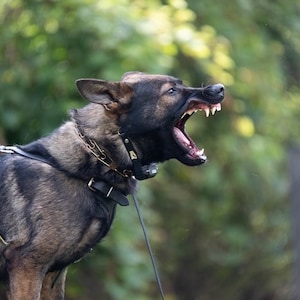 Surefit Med/lrg E-bungee Biothane Dog Collar. Easy on / Off. Fits 3/4 ...