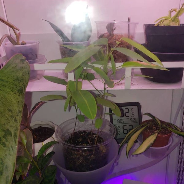 Codariocalyx Motorius | Dancing Plant | Telegraph | Semaphore | 20 ...
