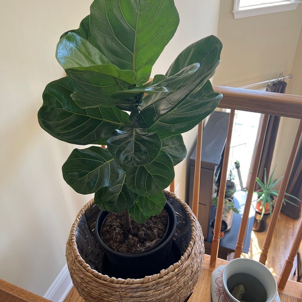 Ficus Lyrata Tree Form Single Stem, Fiddle Leaf Fig Tree - Etsy