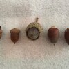 LARGE Acorns Natural Real Acorns Rustic Decor Thanksgiving Decorations ...