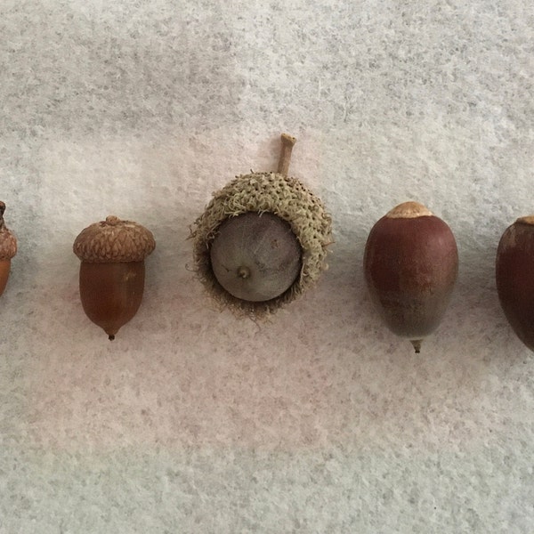 Large Natural Acorns - Real Acorns for Crafts - Rustic Fall Decor ...