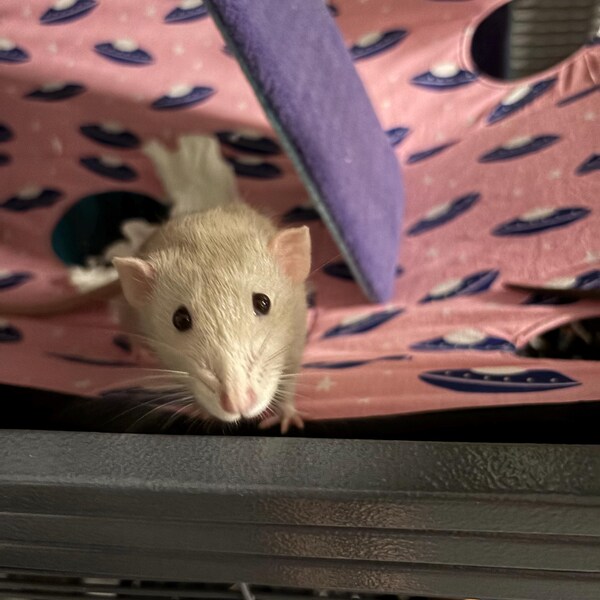 Rat Fall Breaker, Rat Fall Safe, Rat Cage Hammock, Rat Cage, (fall ...