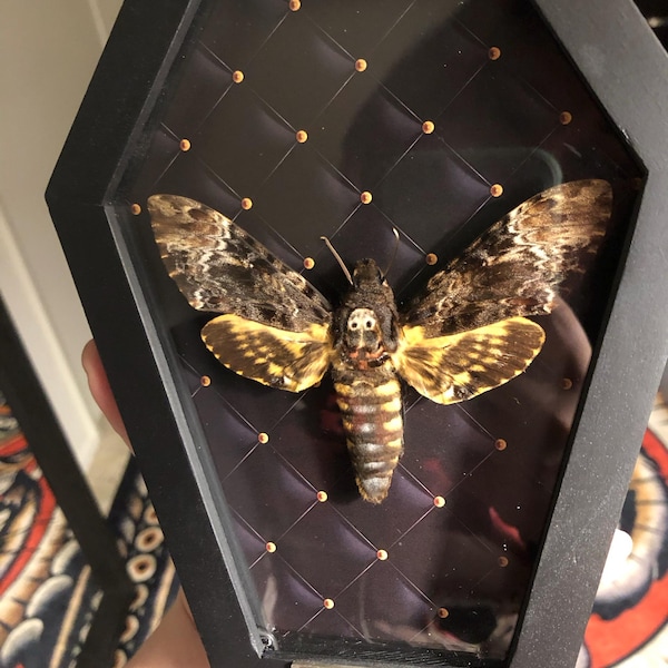 Real Death Head Moth Acherontia Coffin Frame, Black Gothic Hanging ...