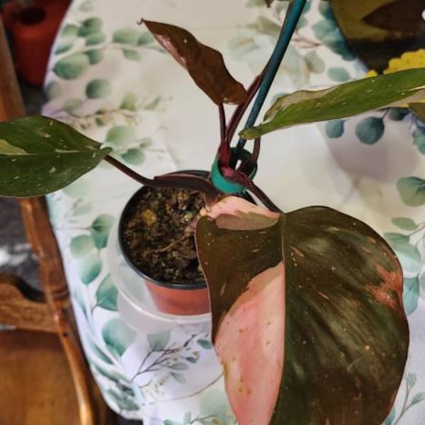 Philodendron Pink Princess Marble in 4" Pot, High Variegation - Etsy