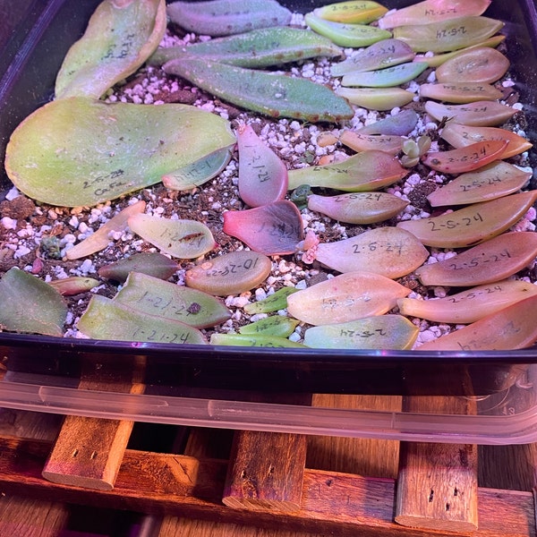 Succulent Leaf Starters | Propagation - Etsy